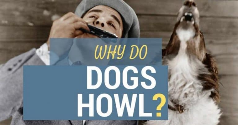 Why Do Dogs Howl and What Dog Owners Must KNOW
