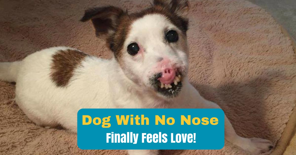 Former Puppy Mill Dog With No Nose Finally Feels Love - PawSoCute