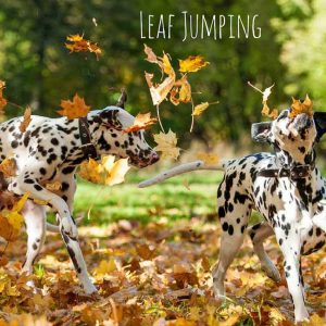 20+ Dog Friendly Outdoor Activities for Dogs and Dog Owners to Enjoy!