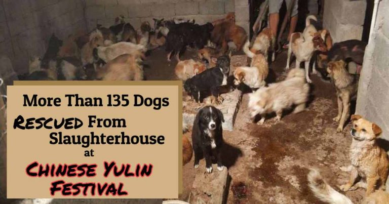 Dog Activists Rescue More Than 135 Dogs From Slaughterhouses At Chinese ...