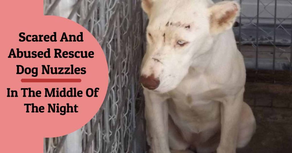 8+ Signs Your Dog is Sad or Depressed (How to CHEER Fido Up)