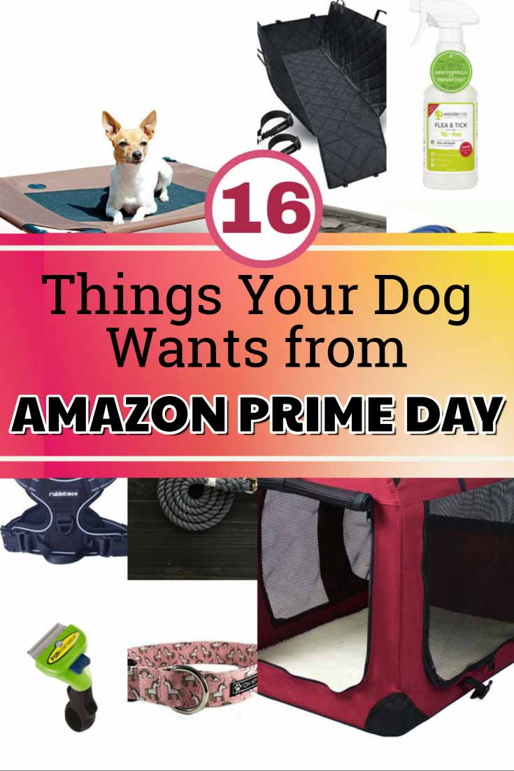 16+ Items Your Dog Secretly Wants From Amazon Prime Day! - PawSoCute