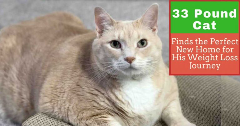 Cats Archives - PawSoCute