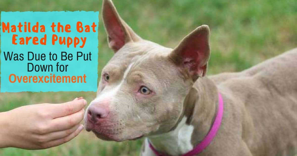 Matilda, the Bat-Eared Puppy, Was Almost Put Down For Being ...