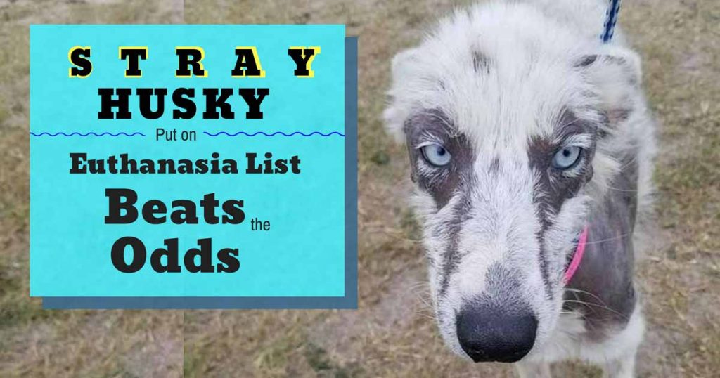 Stray Husky With Mange Put on Euthanasia List Makes The Most Beautiful ...