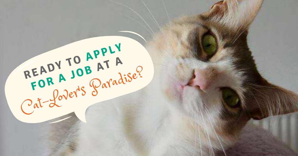 Ready to Apply for a Job at a Cat-Lover's Paradise? - PawSoCute
