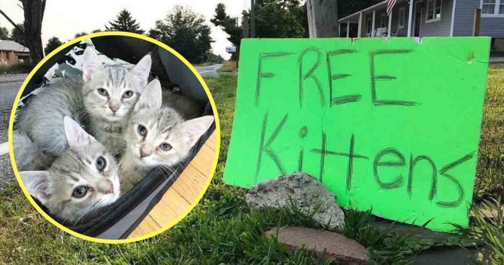 Young Woman Rescues Cat, Now Years Later, Cat Has Unbelievable Bond ...